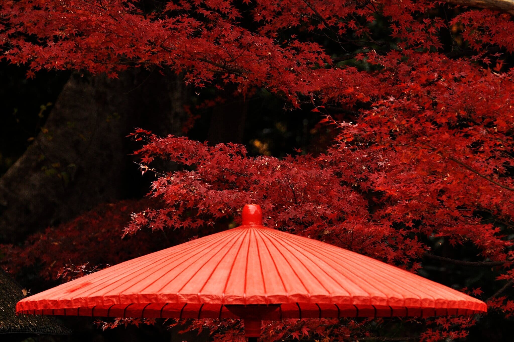 Best Places to See Autumn Foliage in Tokyo - airashijapan.com