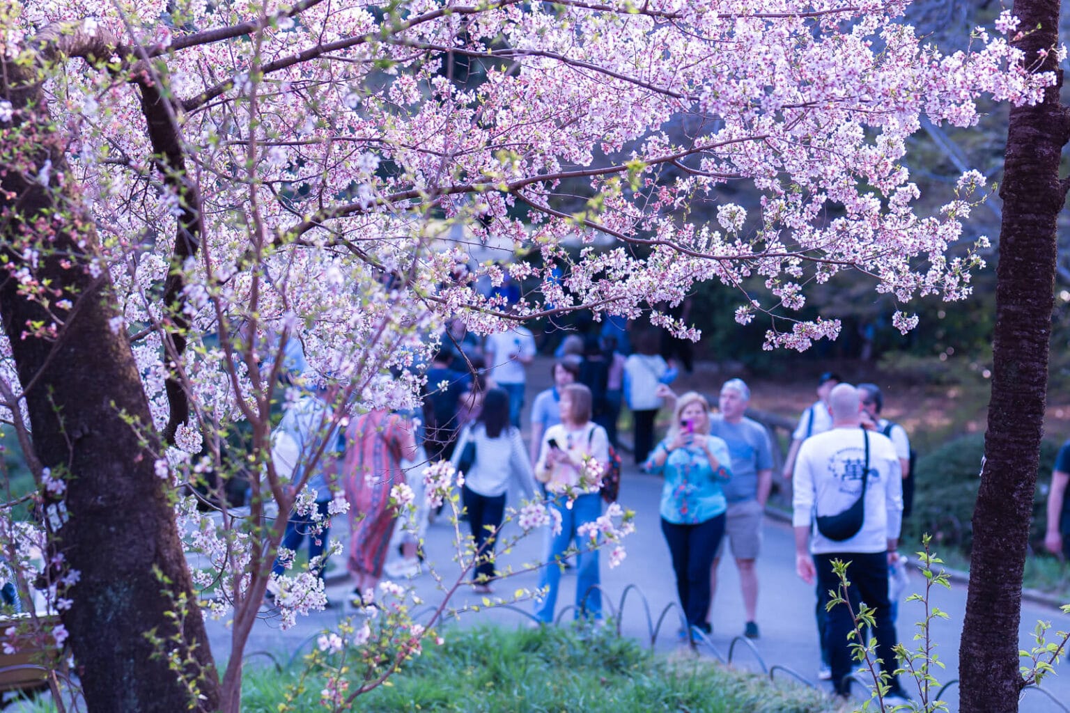 Best Places to See Sakura in Tokyo – A Complete Guide - airashijapan.com