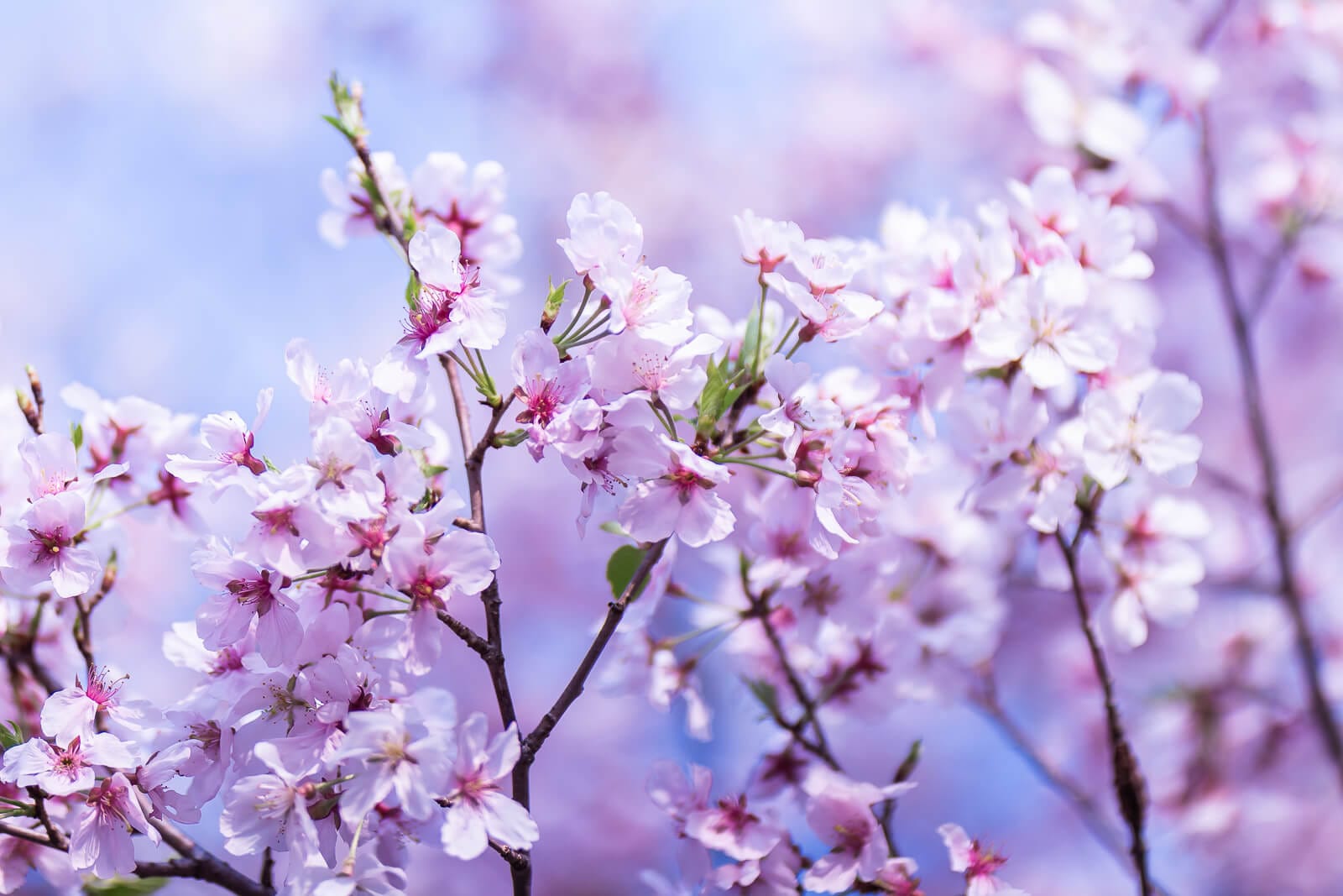 Best Places to See Sakura in Tokyo – A Complete Guide - airashijapan.com
