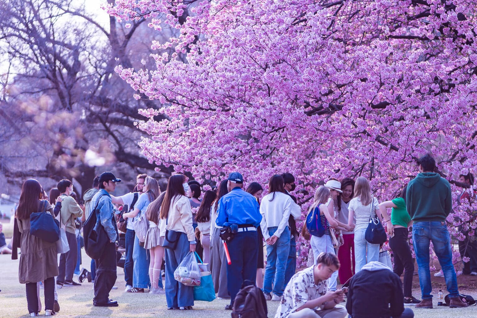 Best Places to See Sakura in Tokyo – A Complete Guide - airashijapan.com
