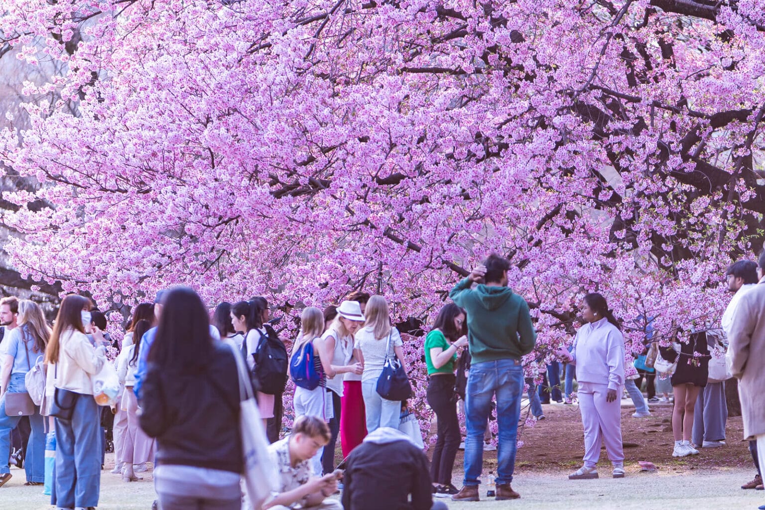 Best Places to See Sakura in Tokyo – A Complete Guide - airashijapan.com