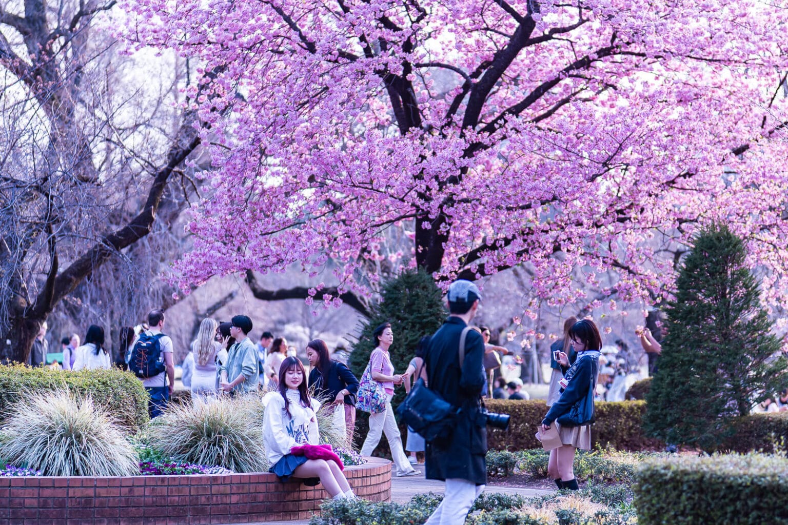 Best Places to See Sakura in Tokyo – A Complete Guide - airashijapan.com